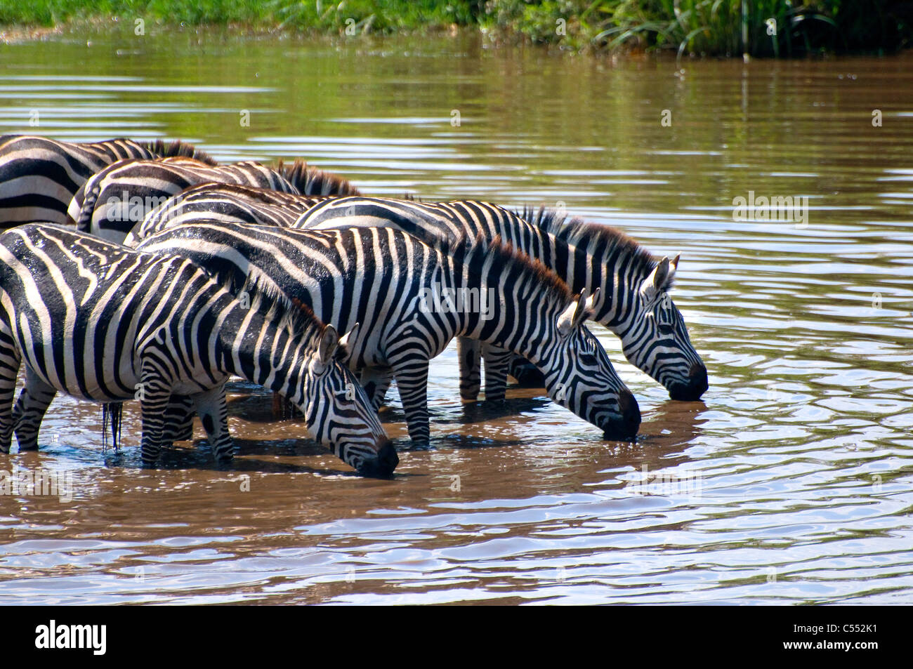 Animals Drinking Water In River