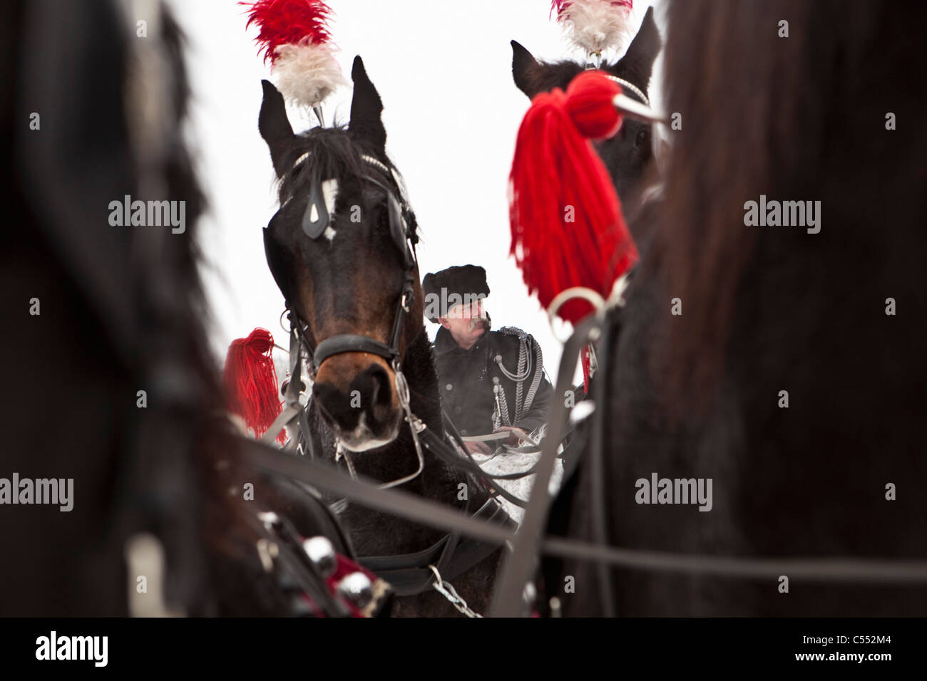 The Netherlands, Witmarsum, Rider and Friesian horses towing antique ...