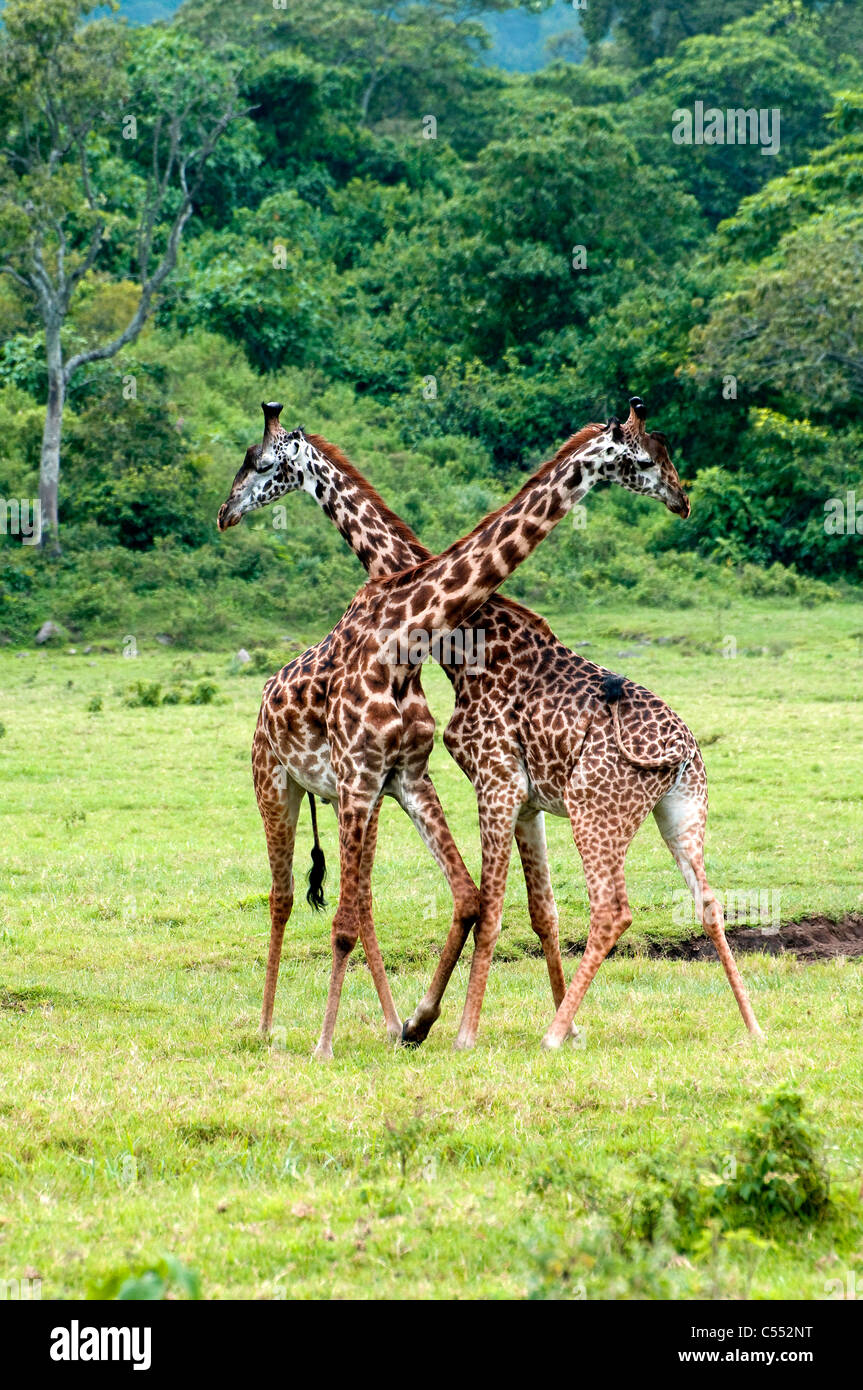 Masai Giraffes Giraffa Camelopardalis Tippelskirchi Crossing Necks
