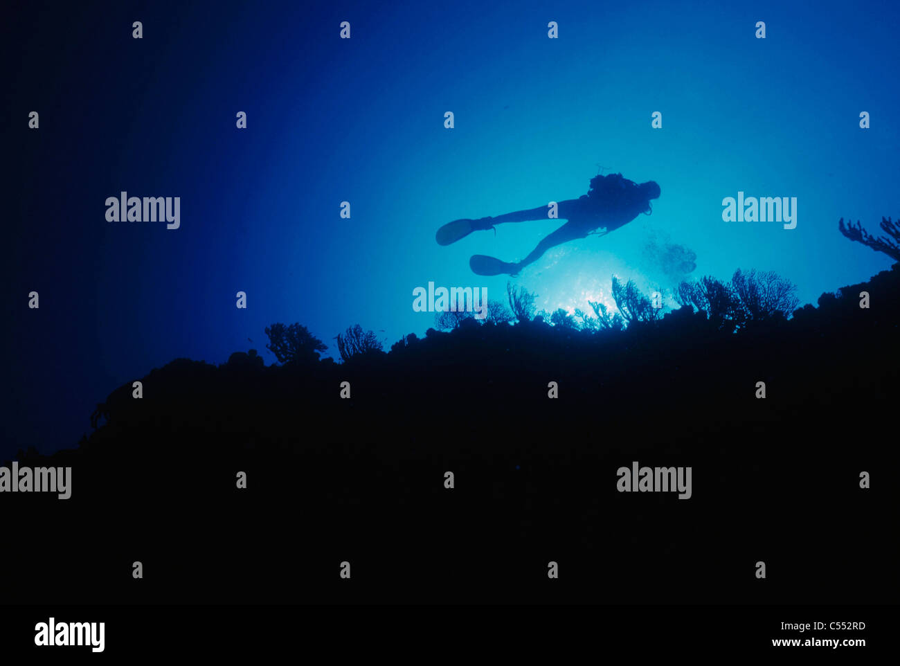 Low angle view of a scuba diver underwater, Los Roques, Venezuela Stock ...