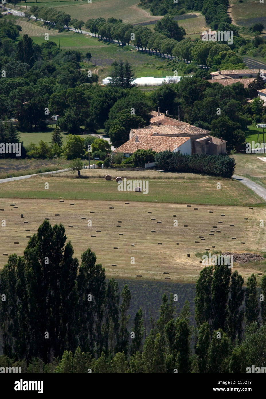 Lavender crop in a field, Sault, Vaucluse, Provence-Alpes-Cote d'Azur ...