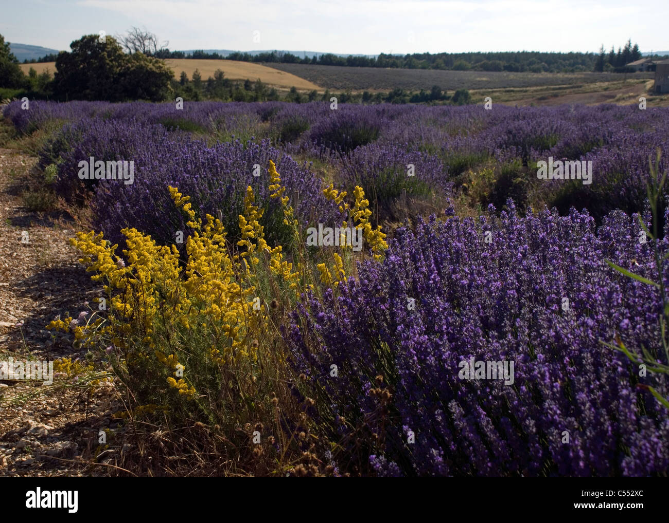 Lavender in sault vaucluse hi-res stock photography and images - Alamy