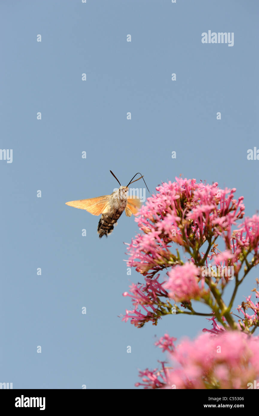 Flying insect hi-res stock photography and images - Alamy