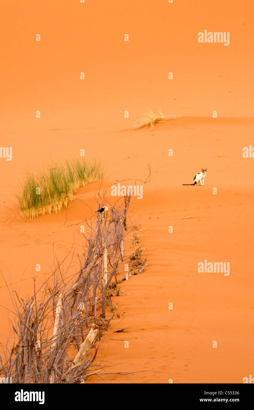 Cat in a desert, Sahara Desert, Morocco Stock Photo - Alamy