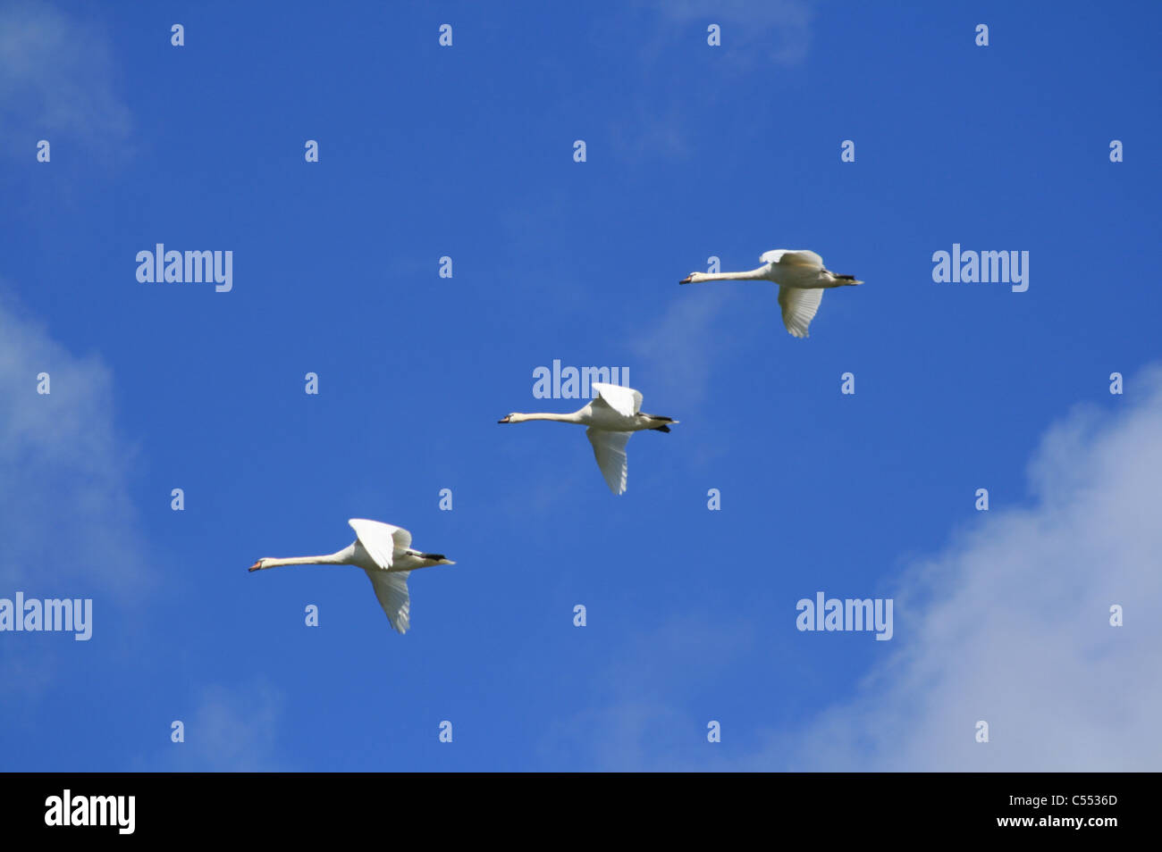 The three swans hi-res stock photography and images - Alamy