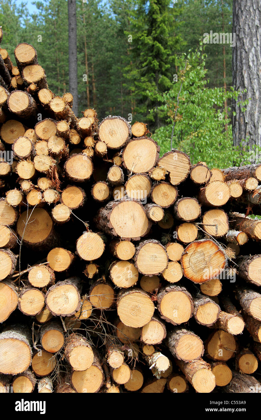 Cut stacked logs in forest hi-res stock photography and images - Alamy
