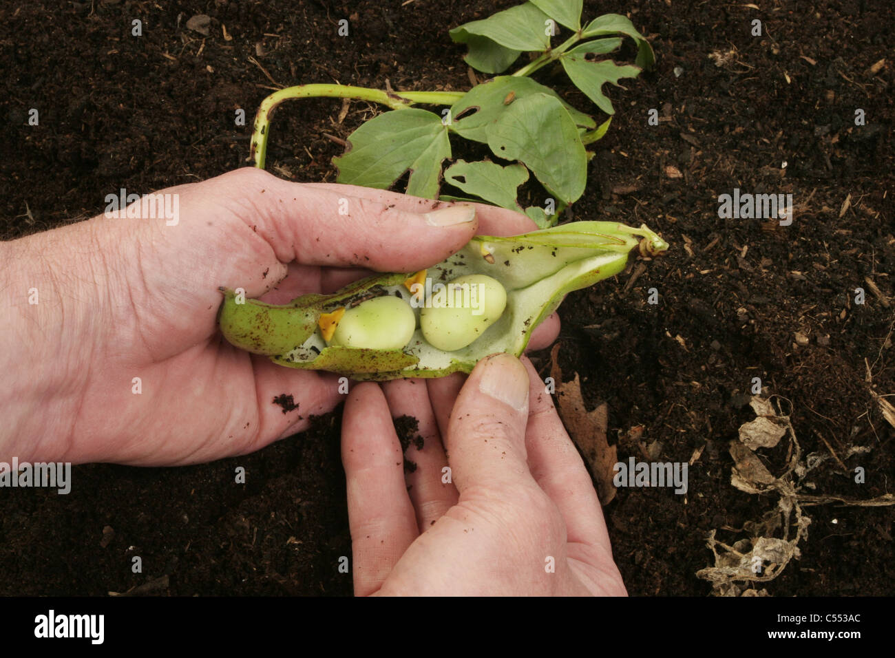 Hands holding freshly picked broad beans against a background of soil ...