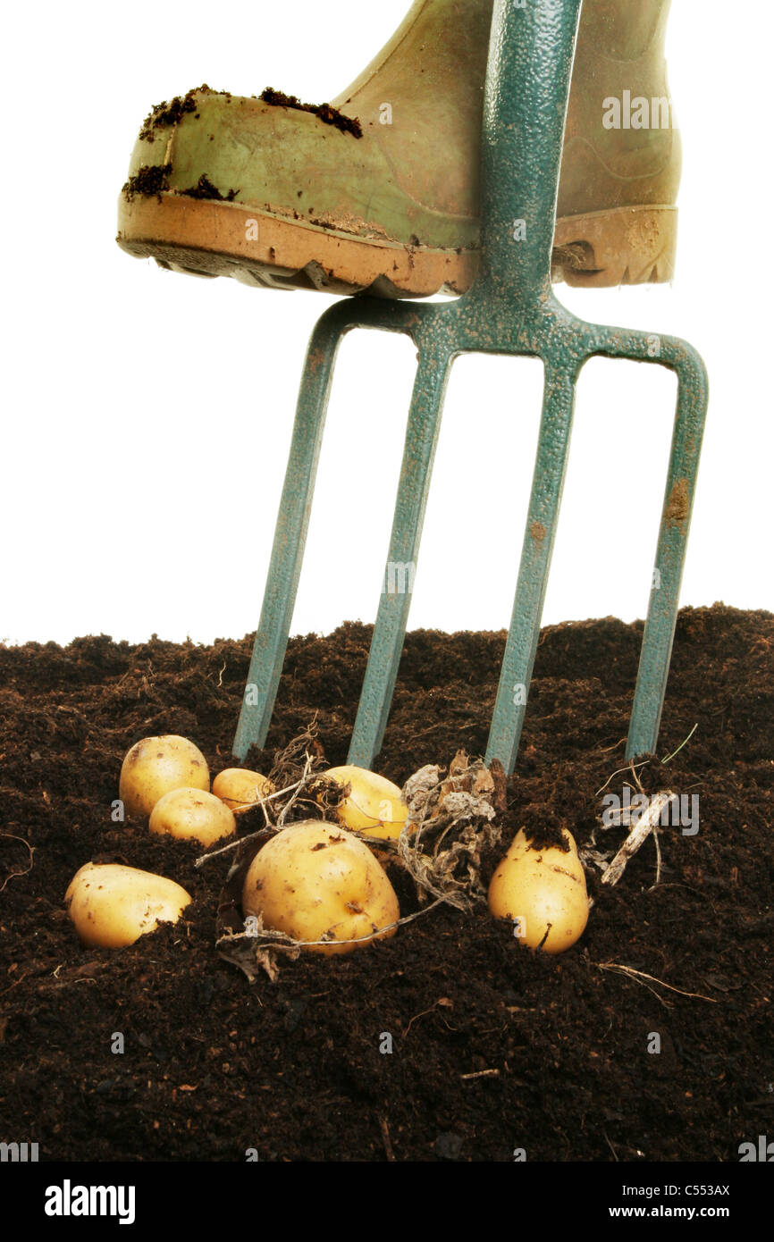 A boot on a garden fork digging new potatoes from soil Stock Photo - Alamy