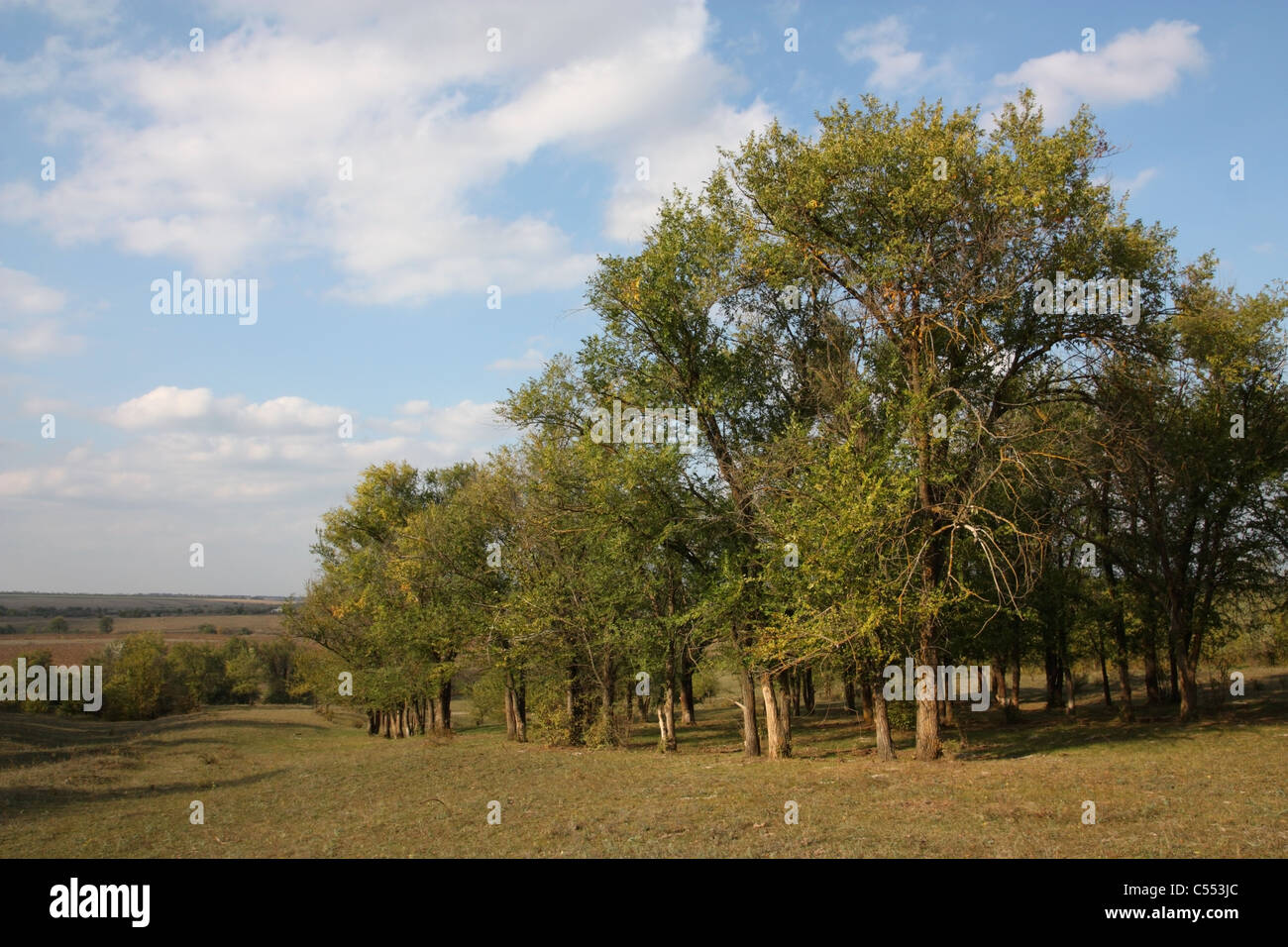 Nature. At the edge of the deciduous forest Stock Photo - Alamy