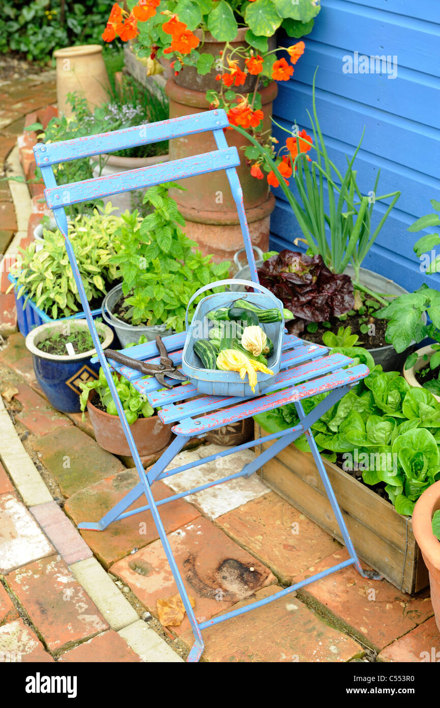 Freshly harvested home grown courgettes in blue trug on garden chair ...