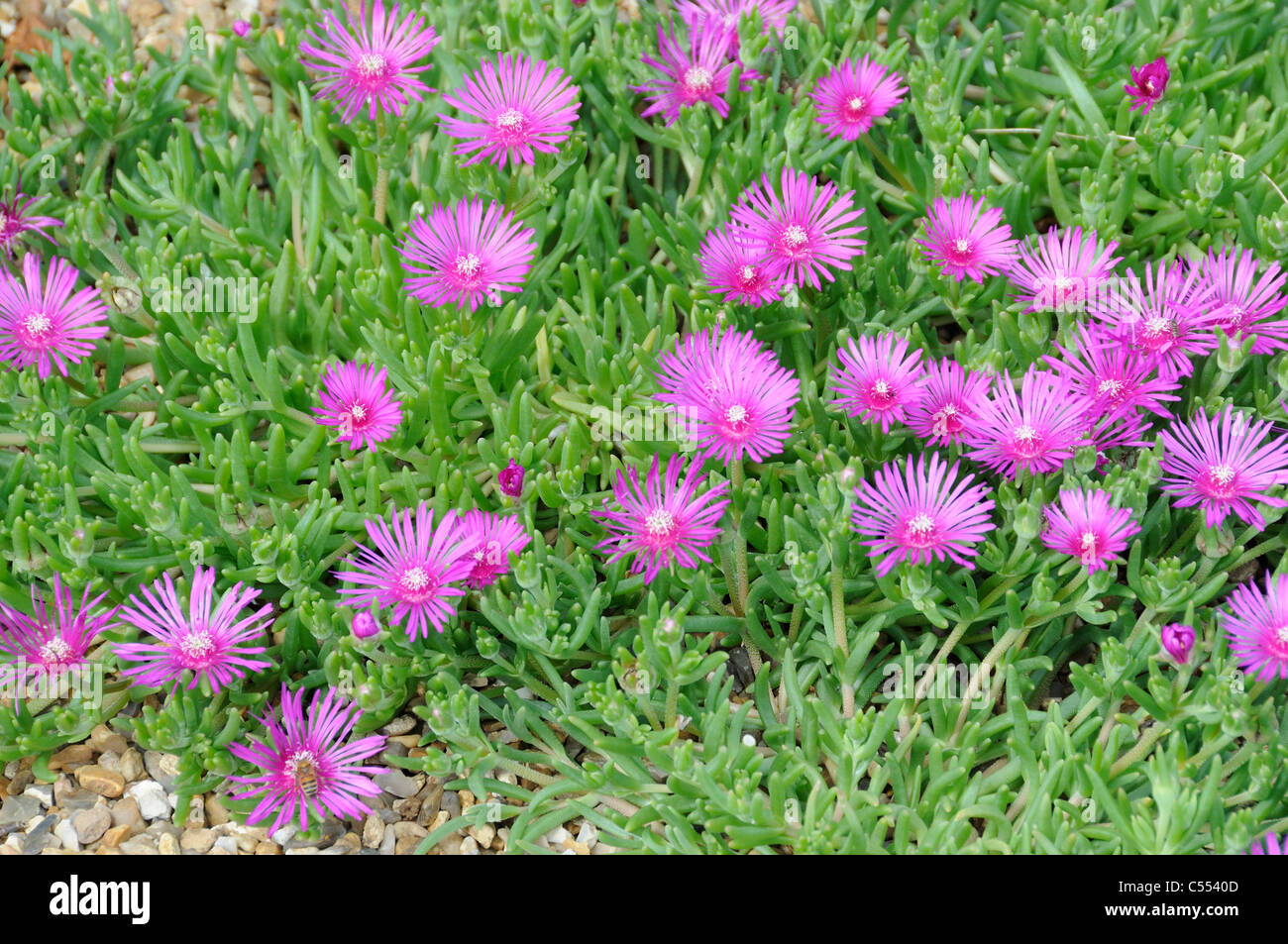 Delosperma cooperi hi-res stock photography and images - Alamy