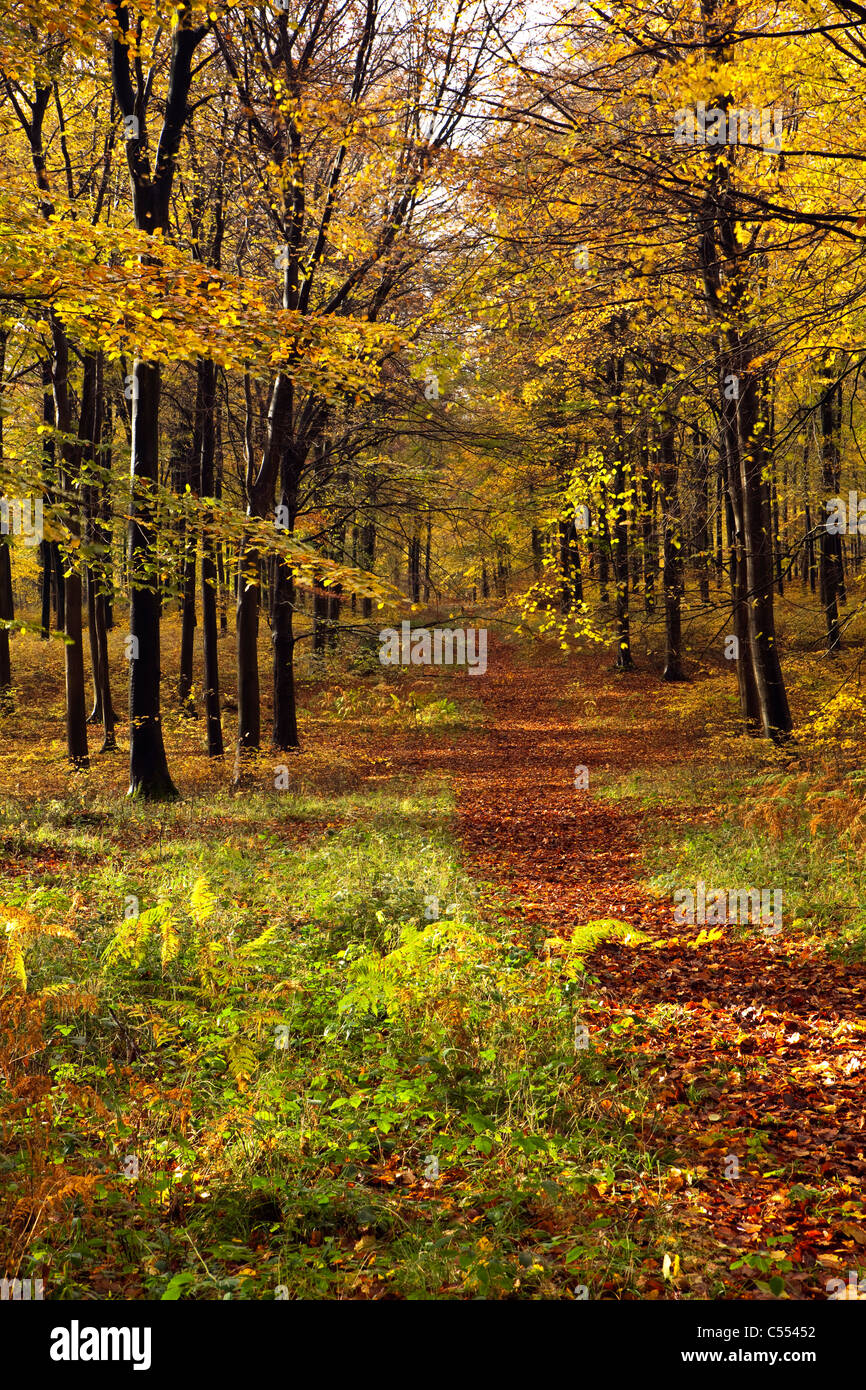 A view of a path through woodland in autumn in the UK with sunshine ...