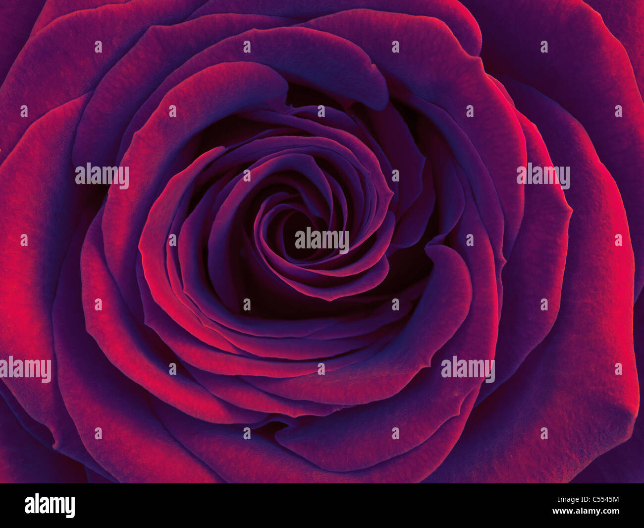 Rose abstract hi-res stock photography and images - Alamy