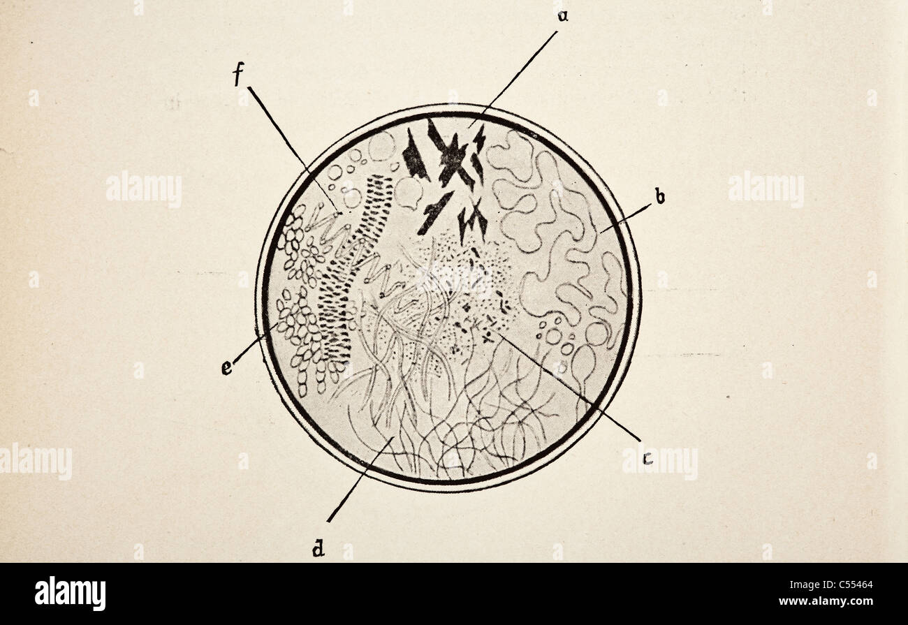 Antique medical illustration Stock Photo - Alamy