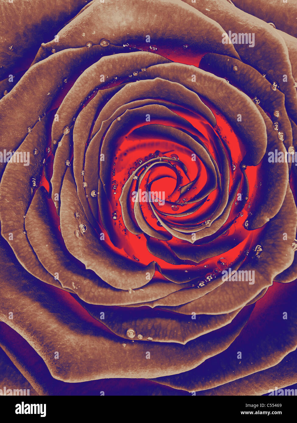 Inside a flower texture hi-res stock photography and images - Alamy