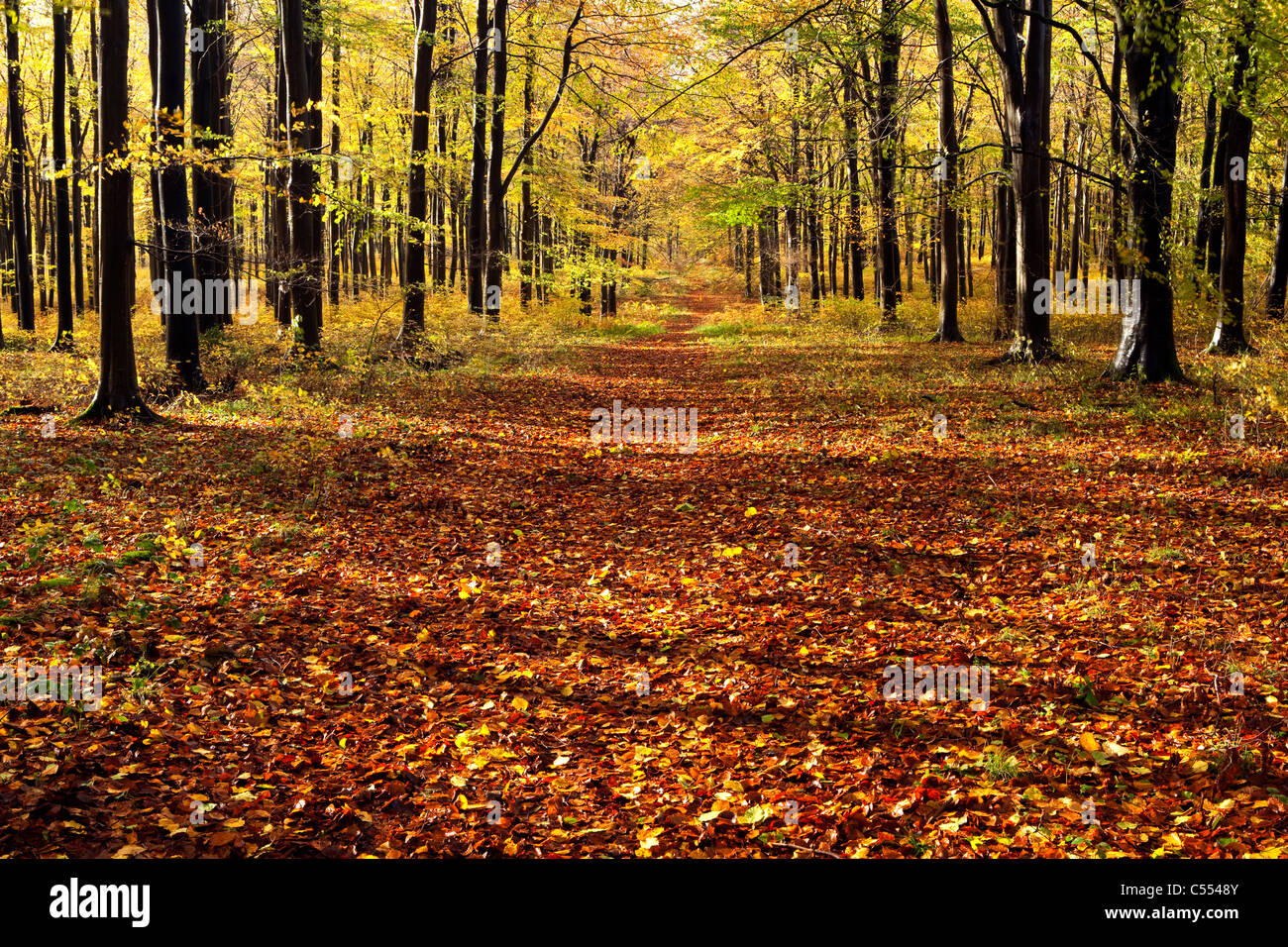 A view of a path through woodland in autumn in the UK with sunshine ...