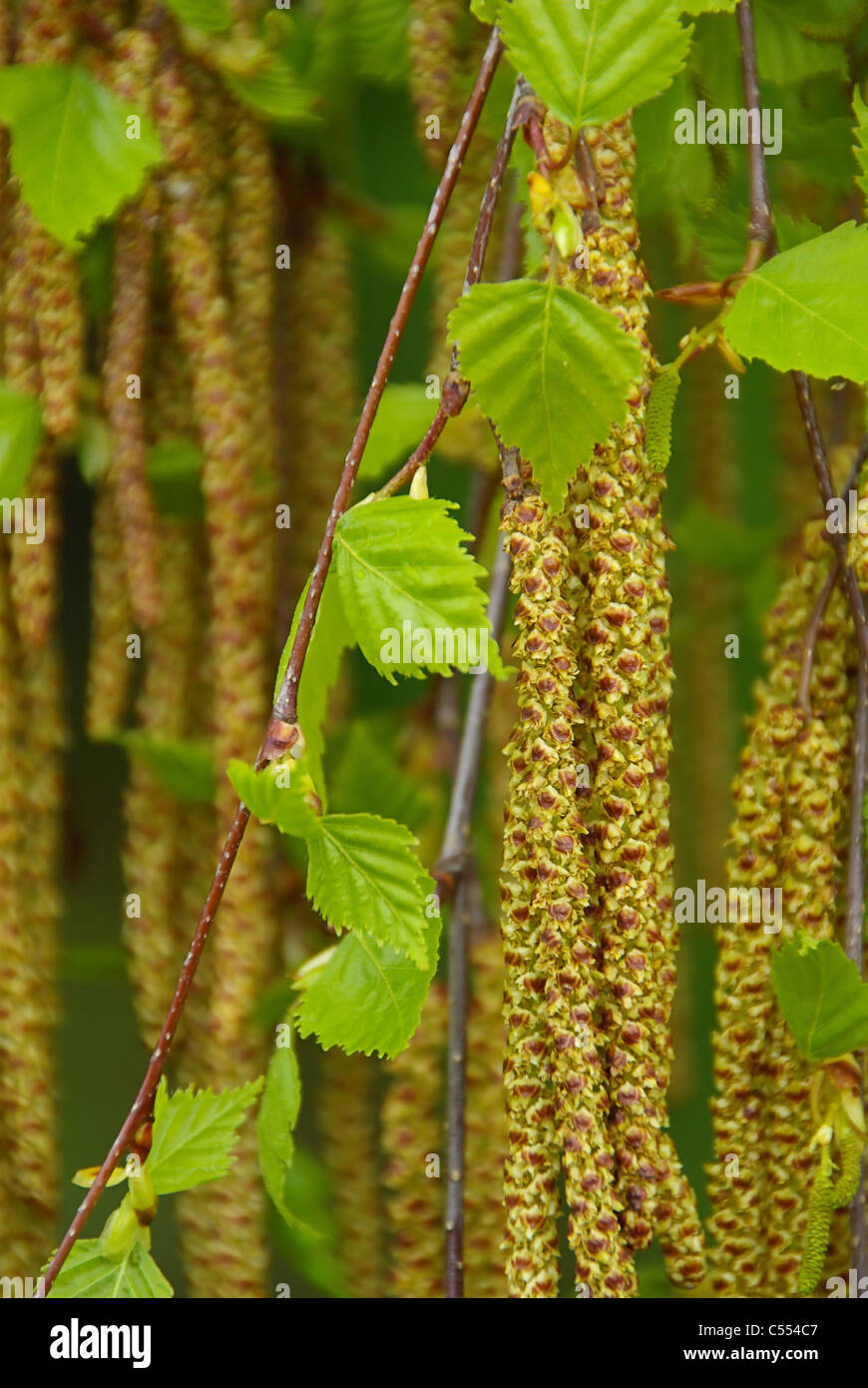 Birkenpollen - seed of birch 01 Stock Photo - Alamy