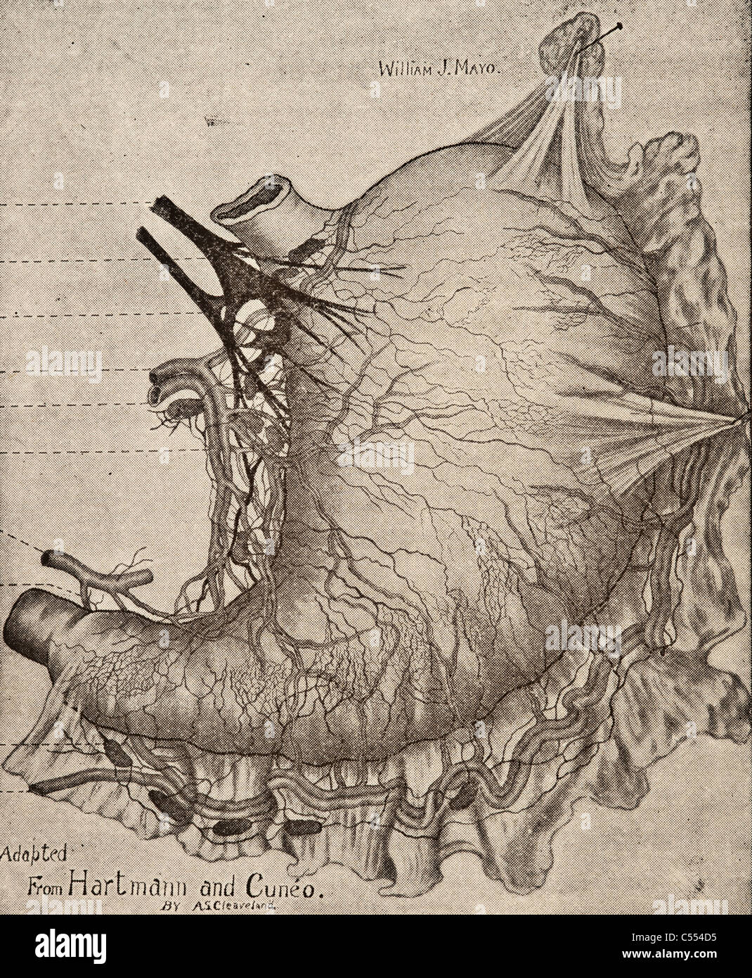 Dissection of a Human Stomach Stock Photo - Alamy
