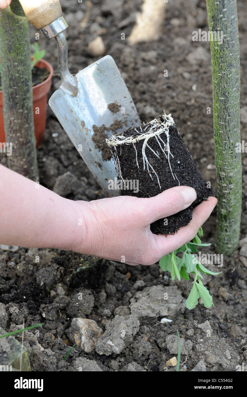 Pea plant roots hi-res stock photography and images - Alamy