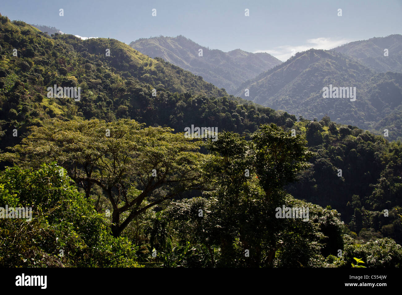jamaican blue mountains Stock Photo - Alamy