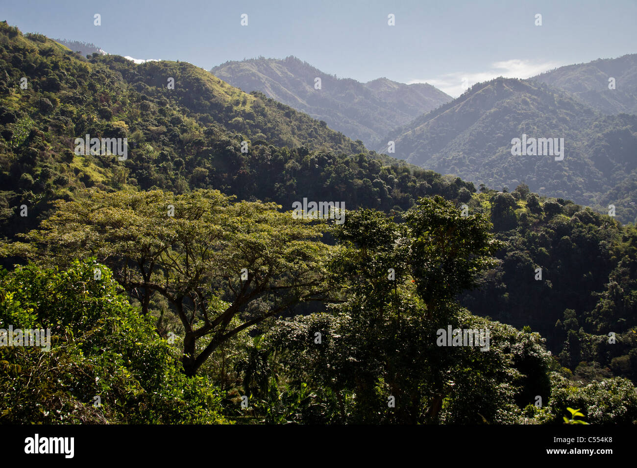 jamaican blue mountains Stock Photo - Alamy