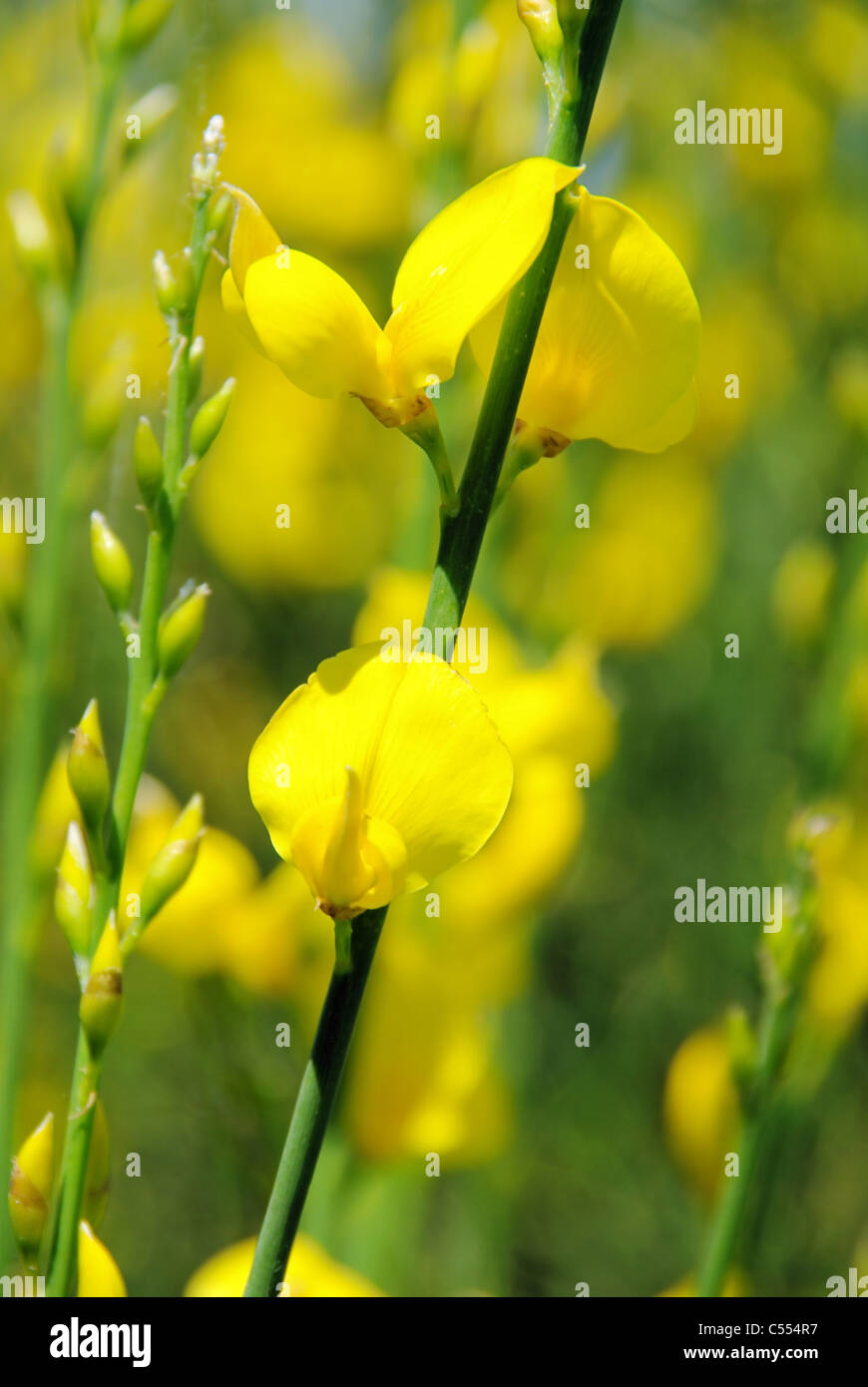 Broom hi-res stock photography and images - Alamy