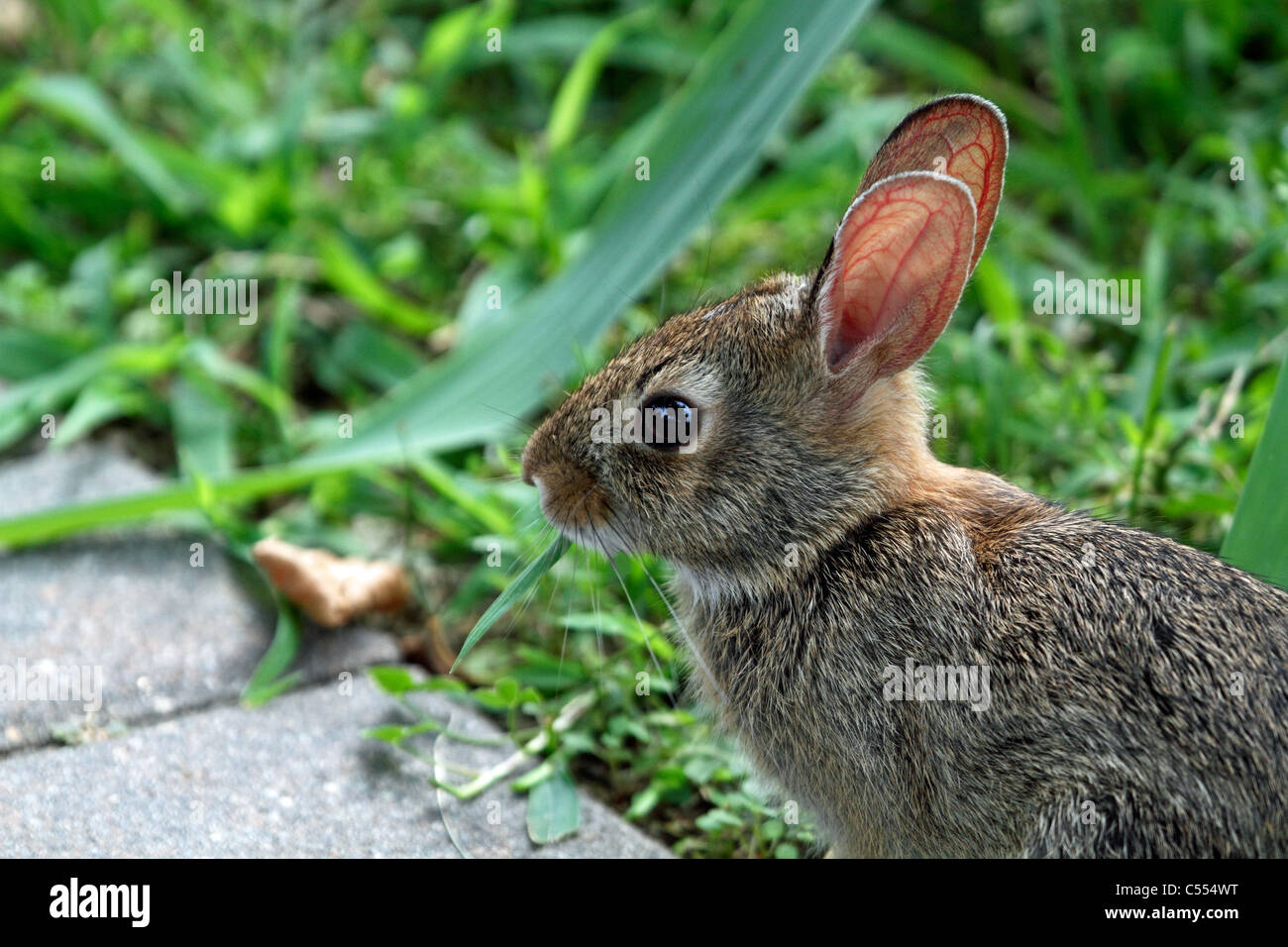 Eastern cottontails hi-res stock photography and images - Alamy