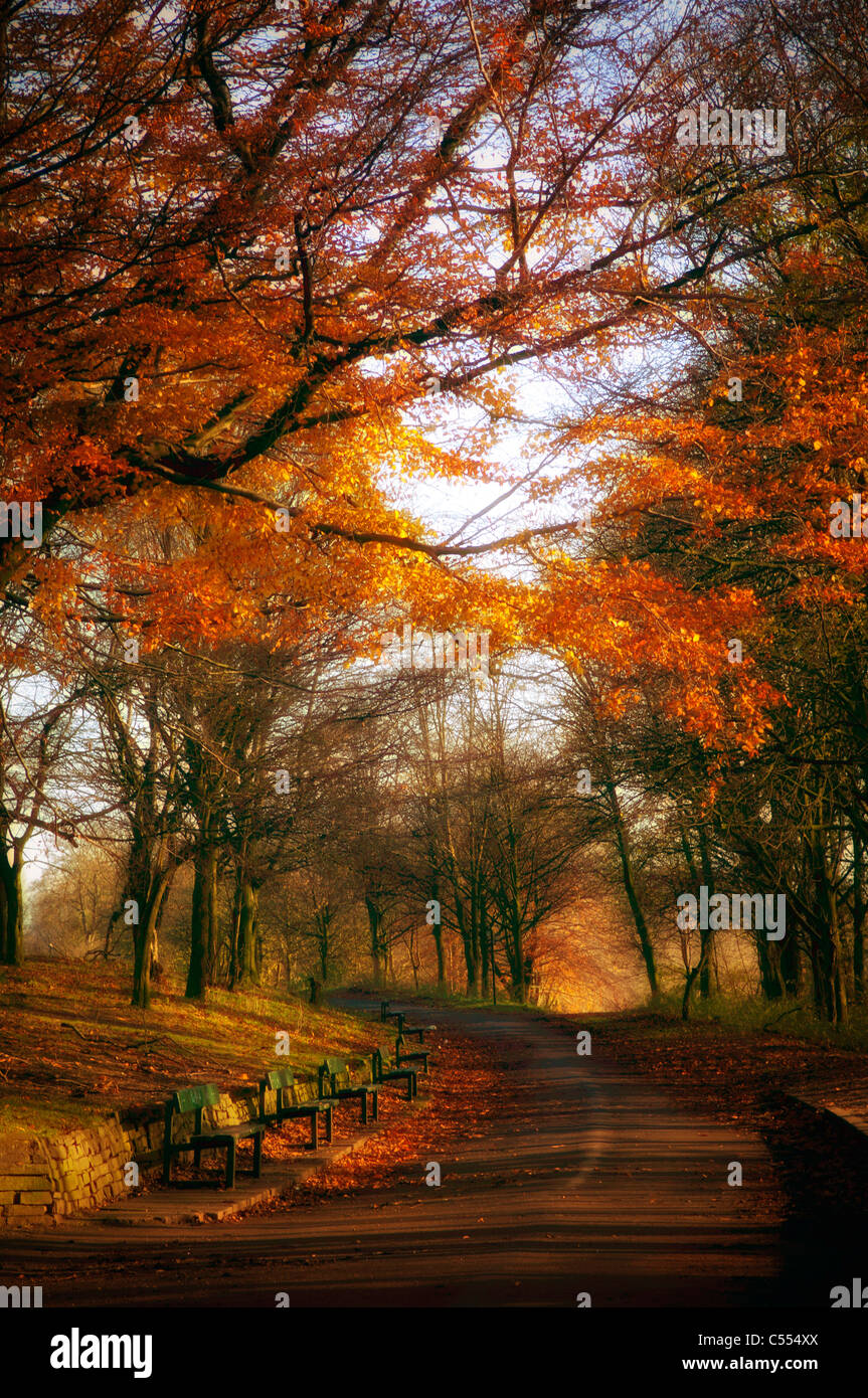 Shadowy pathway hi-res stock photography and images - Alamy