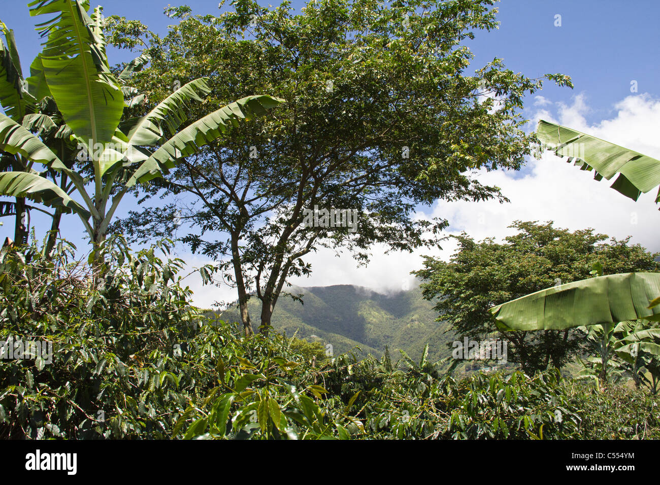 Jamaican nature hi-res stock photography and images - Alamy