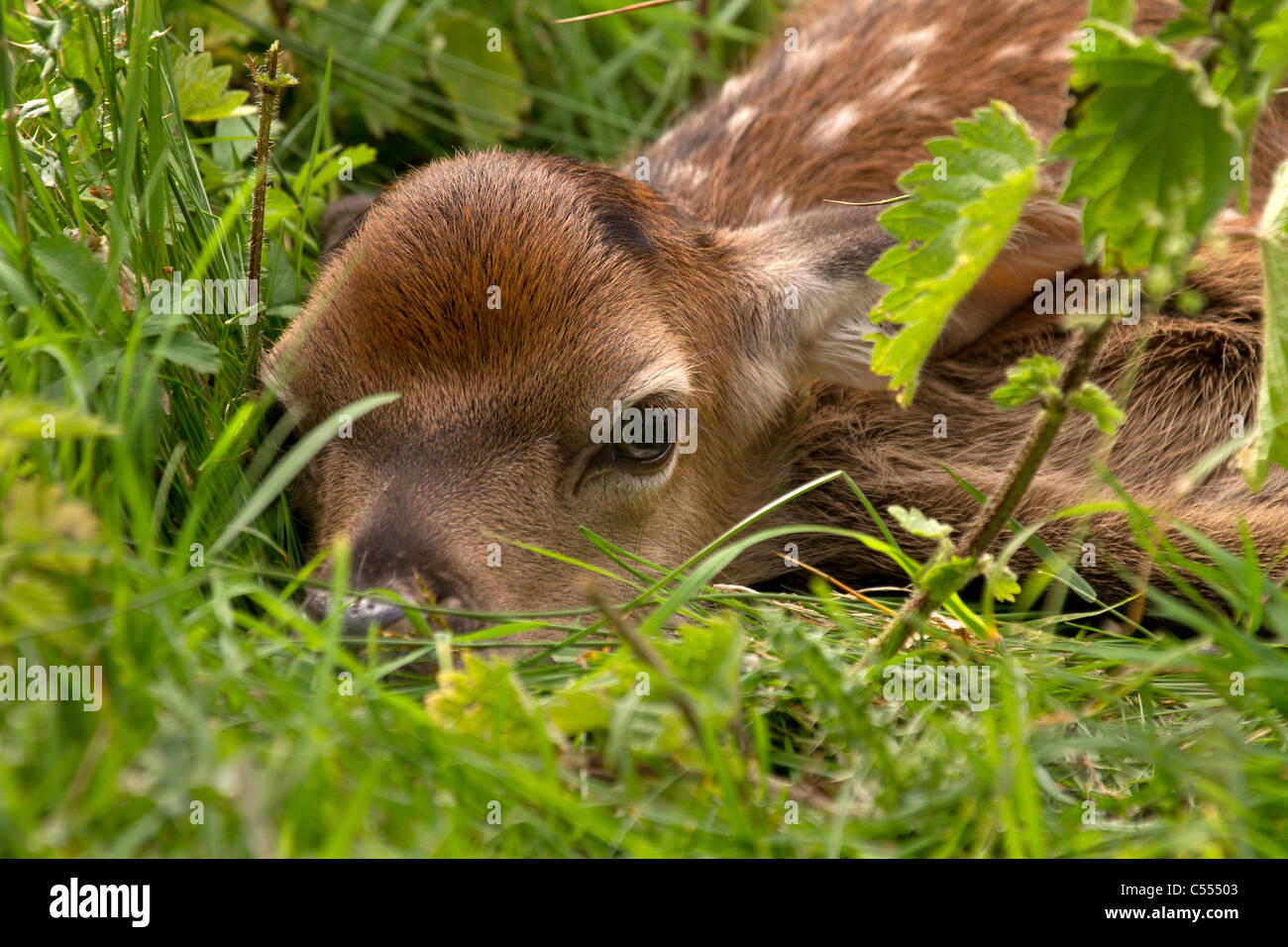 Young Red Deer, (Cervus elaphus) hiding in the vegetation Stock Photo ...