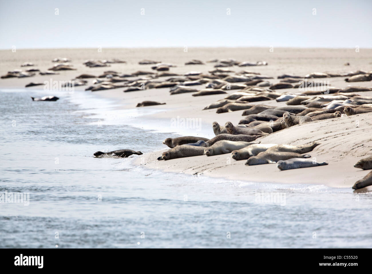 Wadden sea islands hi-res stock photography and images - Alamy