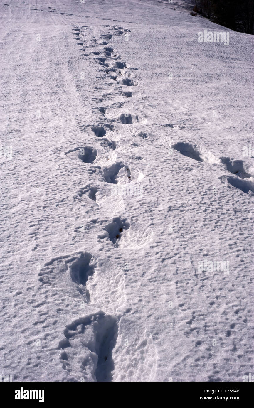 Footprints in the snow (quite hard snow Stock Photo - Alamy