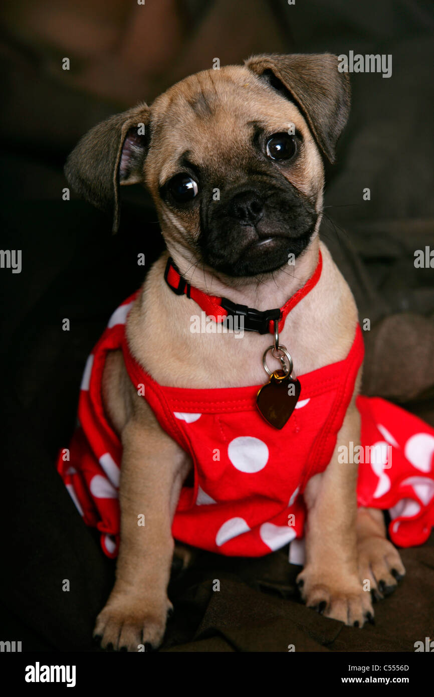Close-up of a pug puppy Stock Photo - Alamy