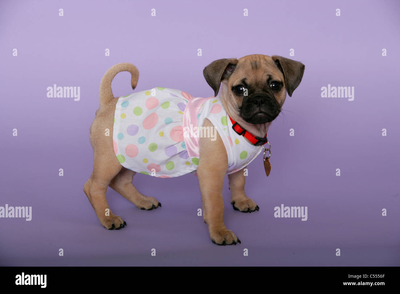 Brown pug puppy standing up hi-res stock photography and images - Alamy