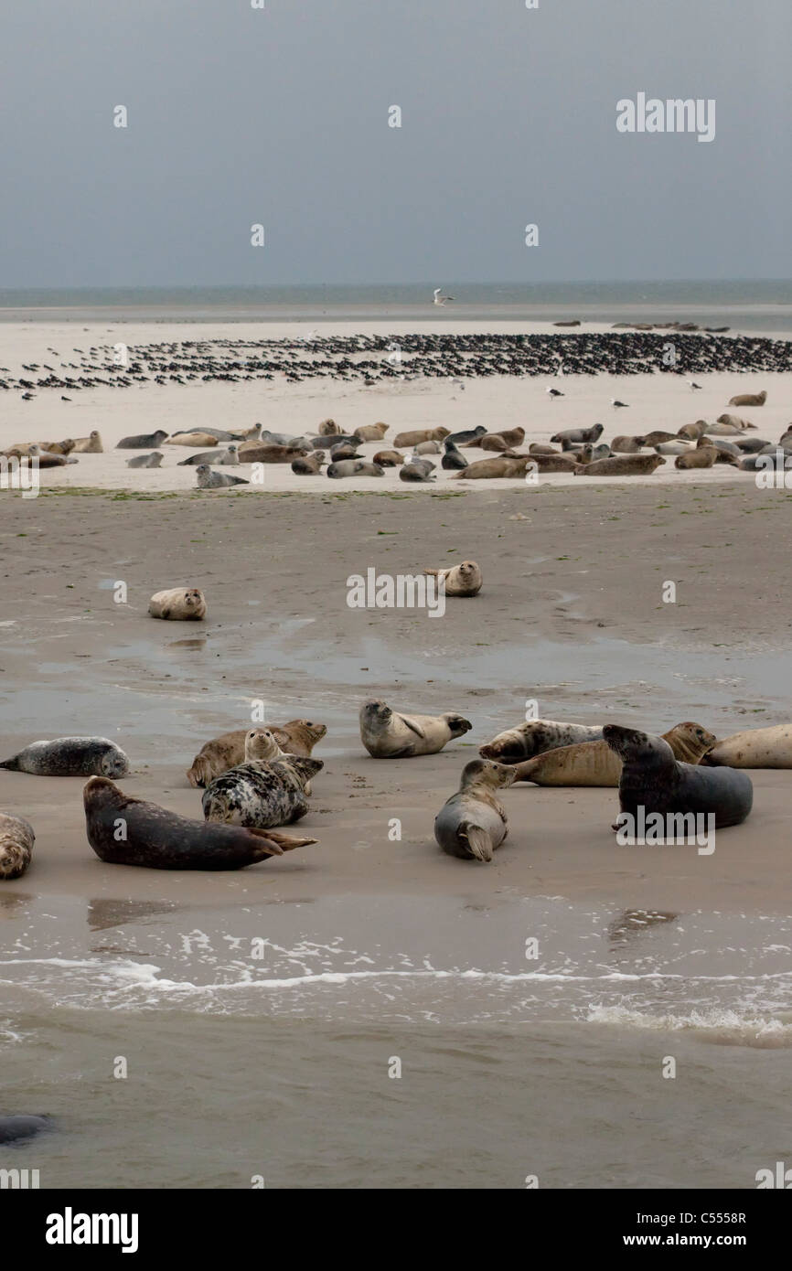 The Netherlands, Hollum, Ameland Island, belonging to Wadden Sea ...