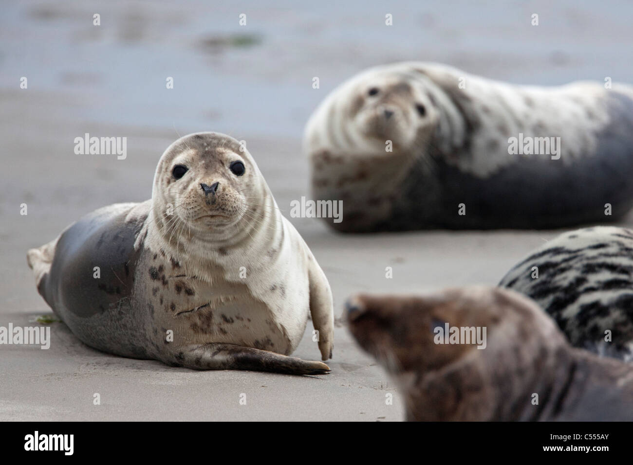 The Netherlands, Hollum, Ameland Island, belonging to Wadden Sea ...