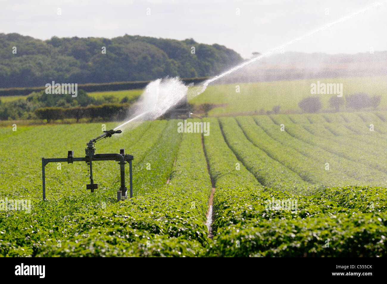 Automatic potato irrigation, Norfolk, England, July Stock Photo - Alamy