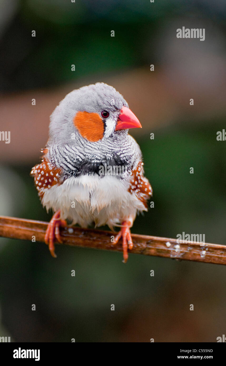 Male zebra finch hi-res stock photography and images - Alamy