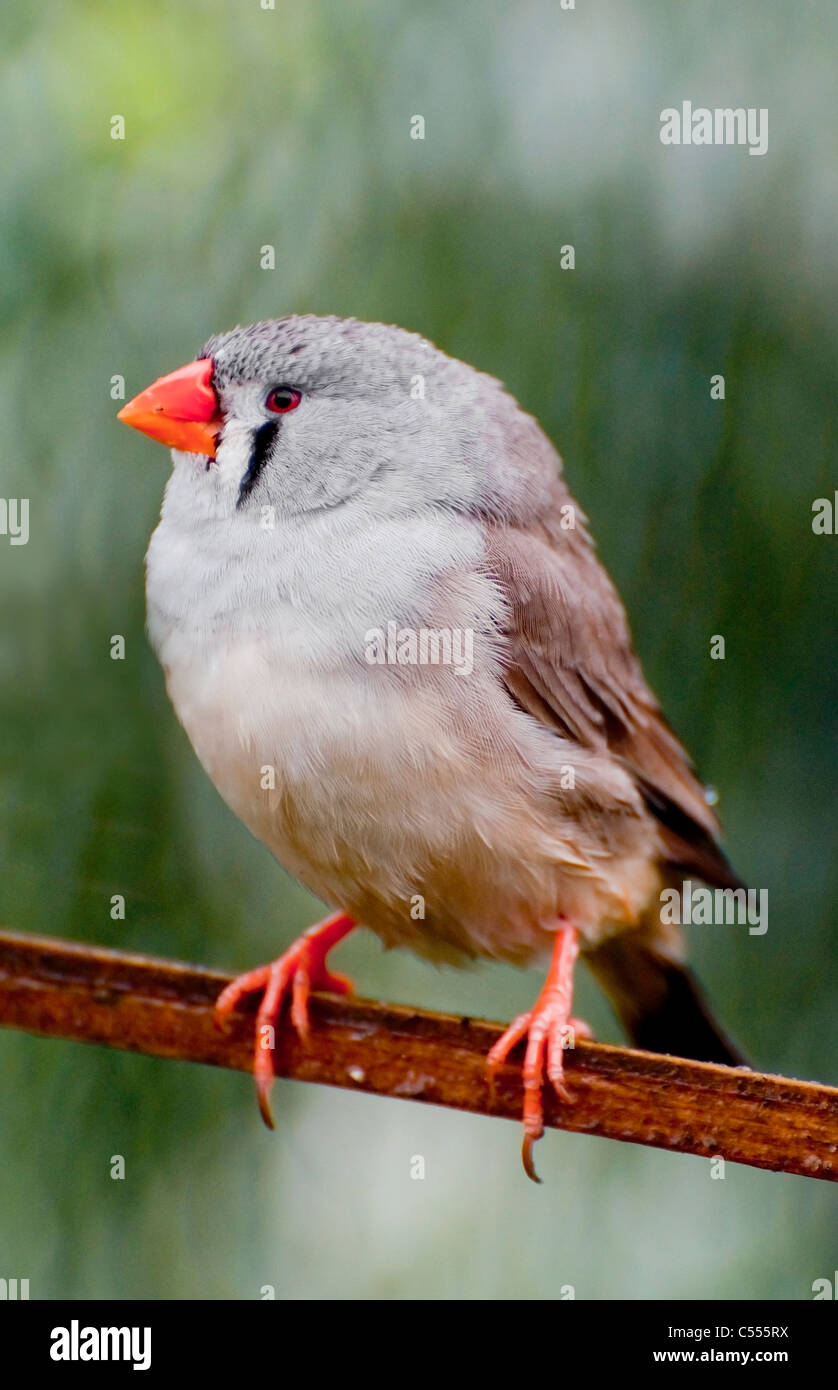 A normal hen zebra finch Stock Photo - Alamy