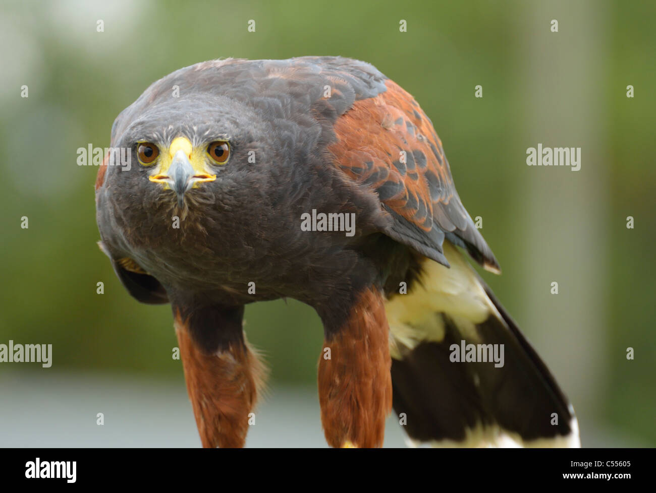 Bush hawk hi-res stock photography and images - Alamy