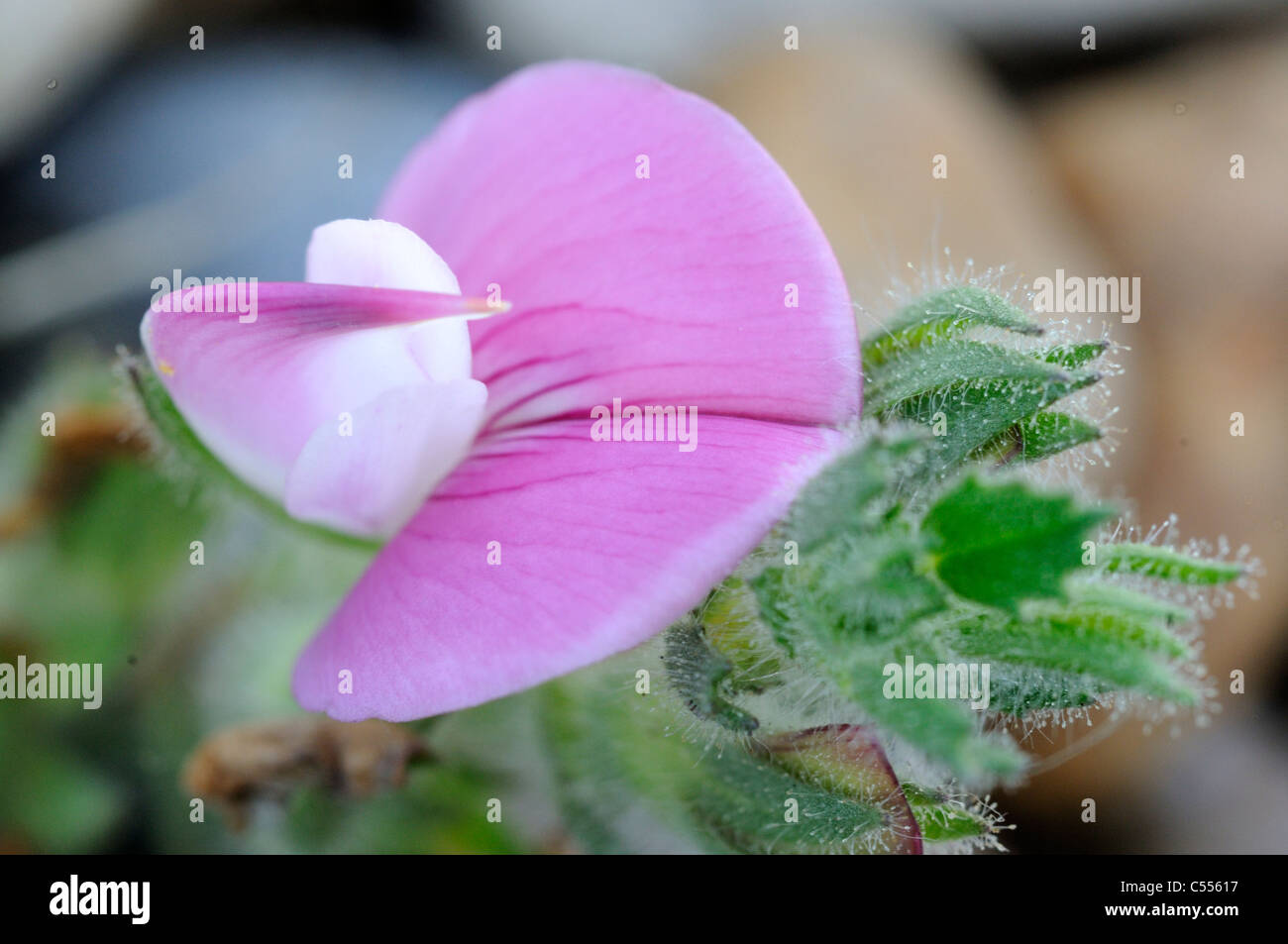 Spiny restharrow ononis spinosa hi-res stock photography and images - Alamy