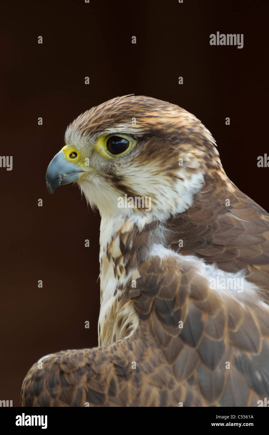 Saker Falcon Bird of Prey Raptor Stock Photo - Alamy