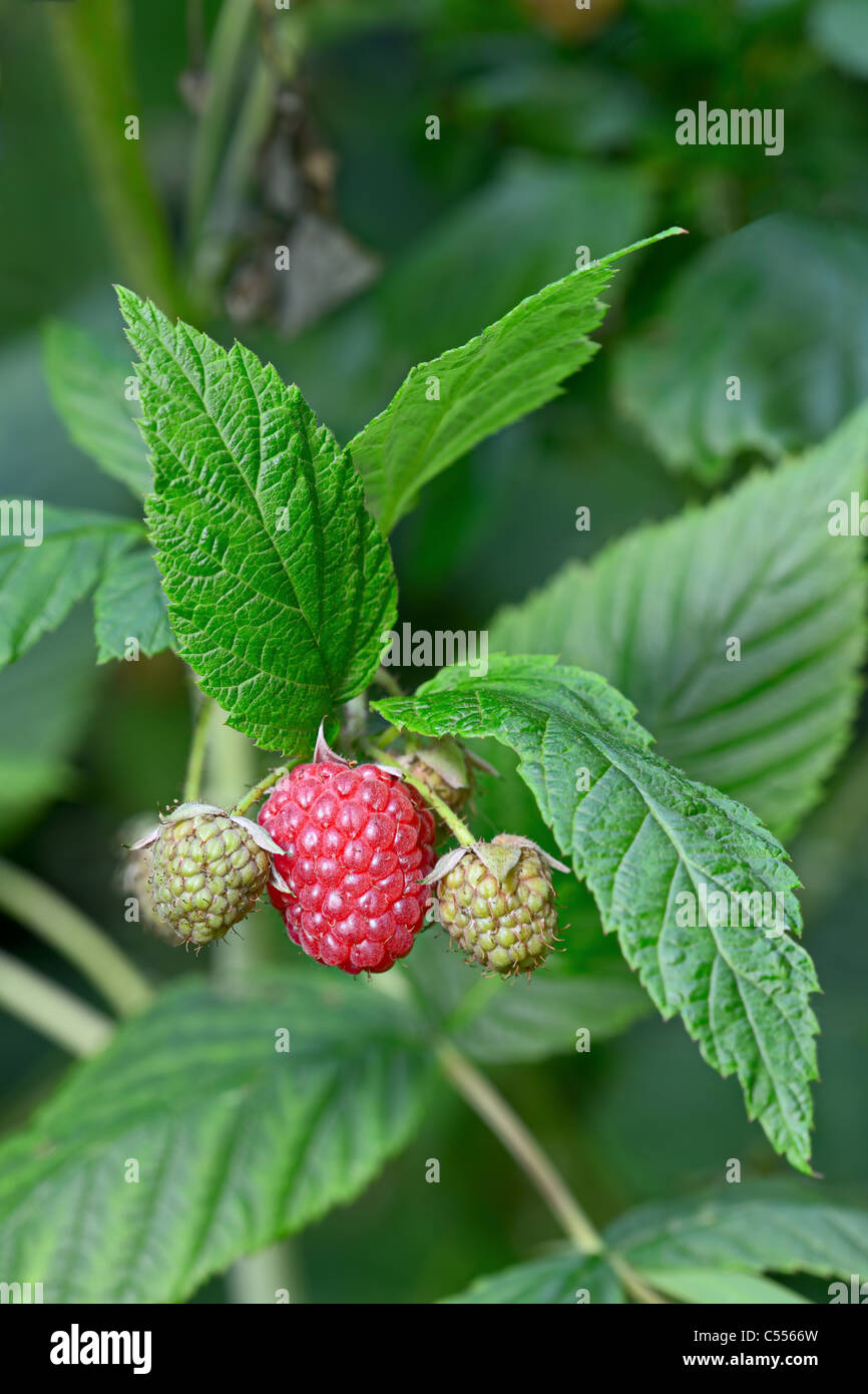 Closeup of a ripening raspberry Stock Photo - Alamy