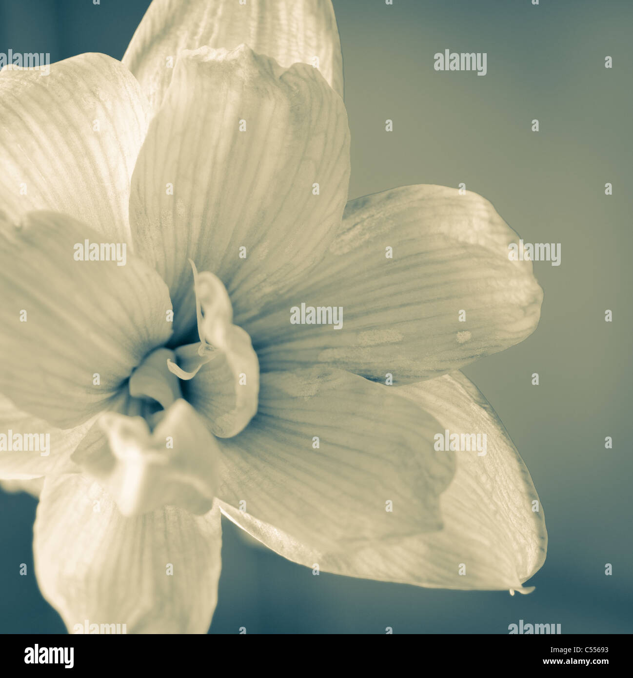 Amaryllis flower in white, cream and blue Stock Photo - Alamy