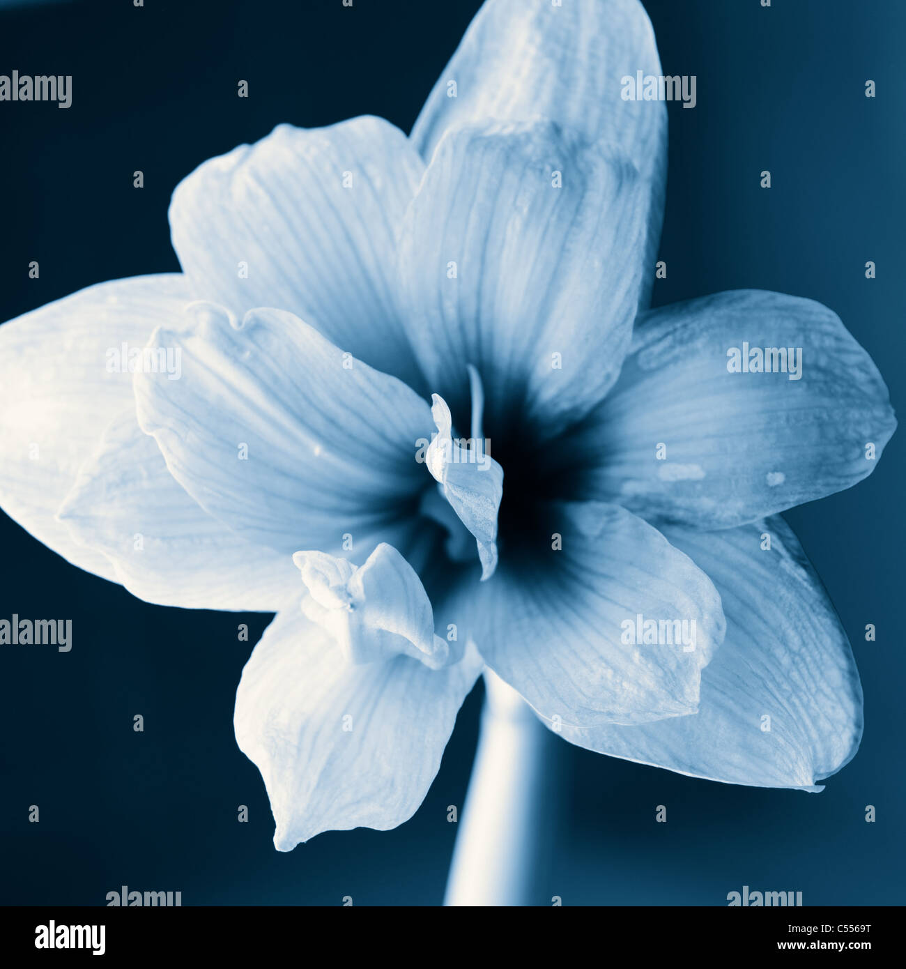 Amaryllis flower in blue and white with black background Stock Photo ...