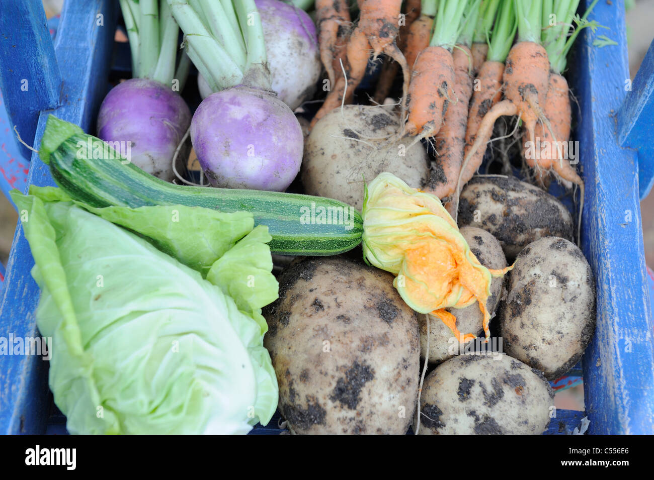 White turnips hi-res stock photography and images - Alamy