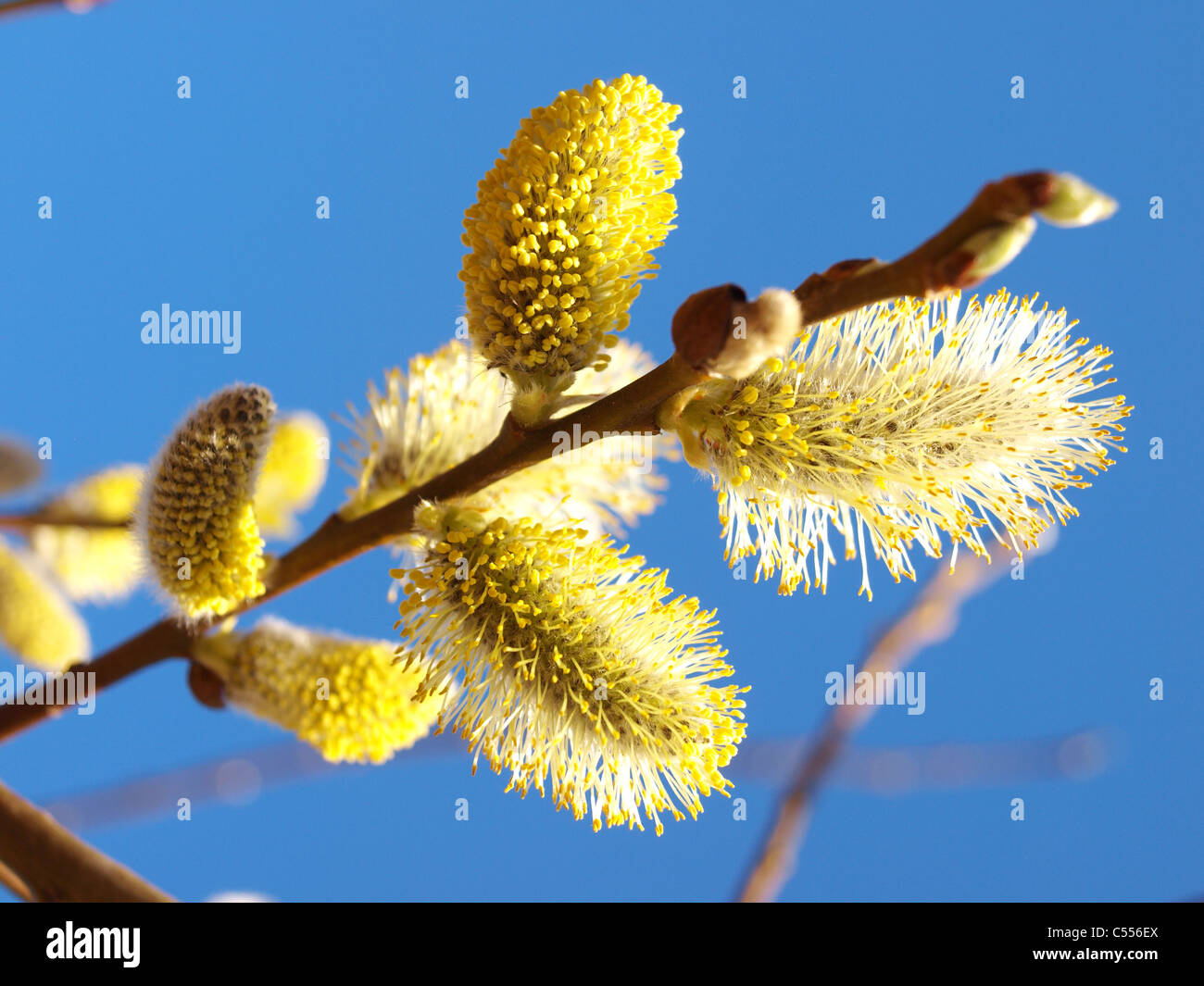 Willow brush hi-res stock photography and images - Alamy