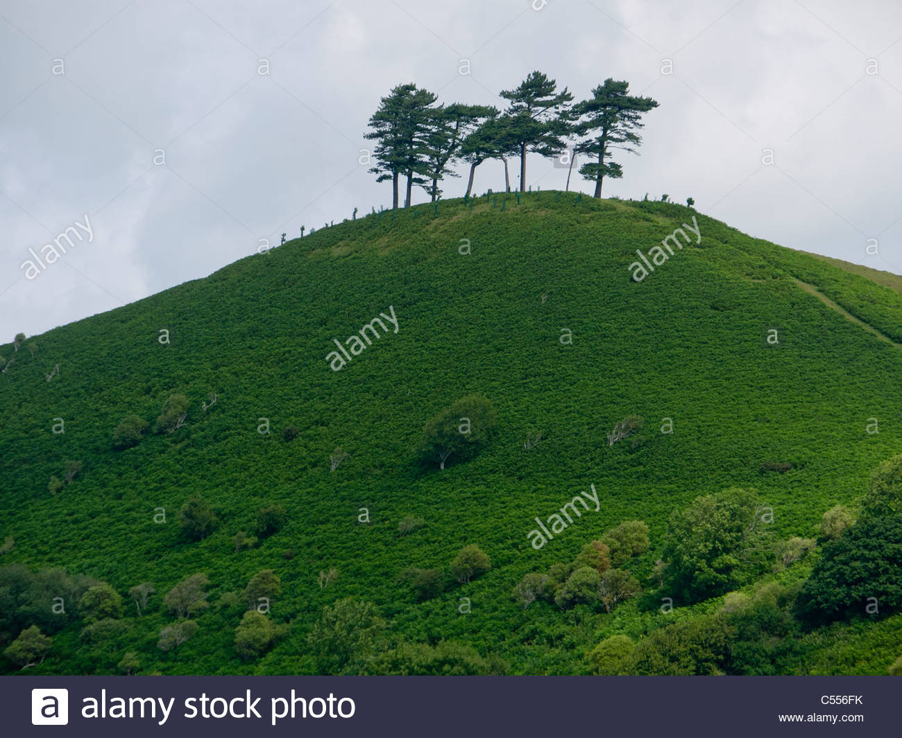 Colmers Hill Stock Photos & Colmers Hill Stock Images - Alamy