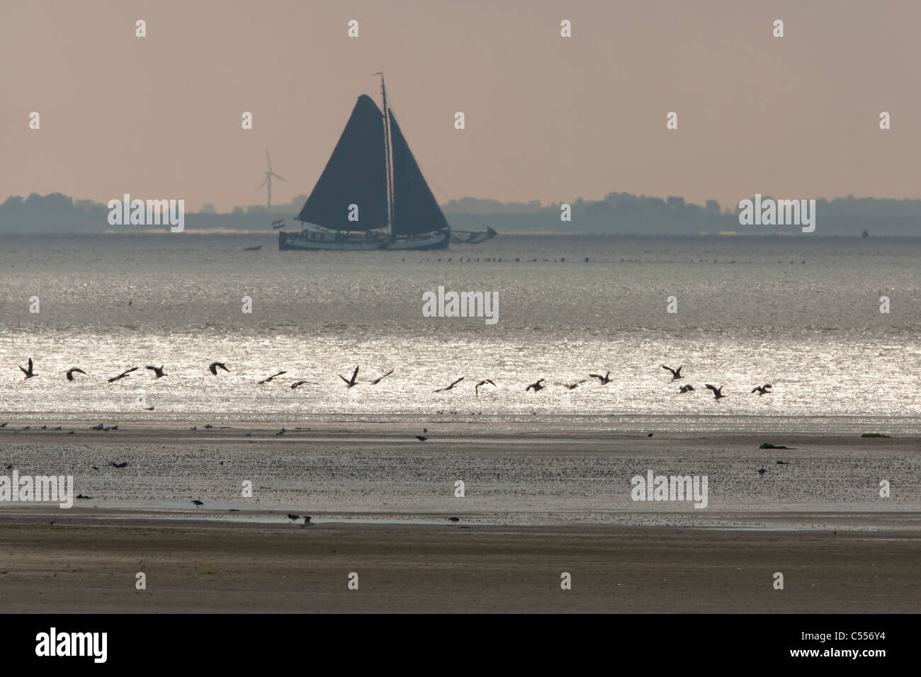 The Netherlands, Ballum, Ameland Island, belonging to Wadden Sea ...