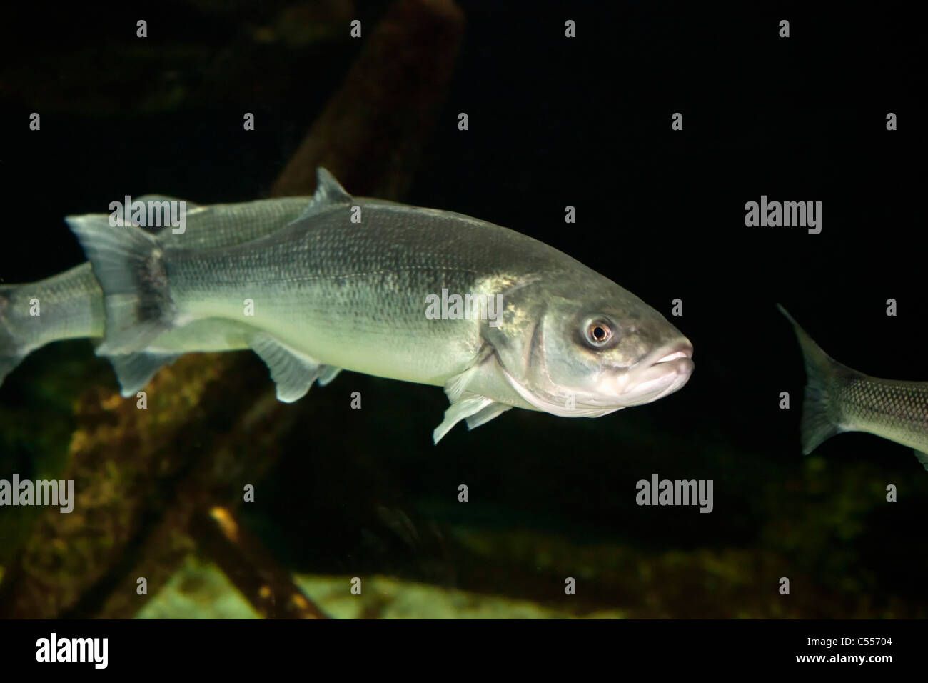 The Netherlands, Nes, Ameland Island, belonging to Wadden Sea Islands ...